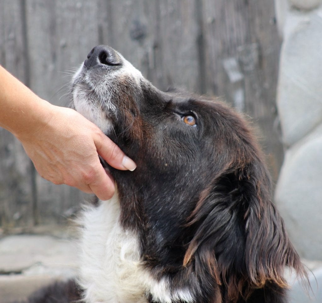 Raven (Corb) Shepherd Dogs | RACE (Romanian Animal Care Europe)