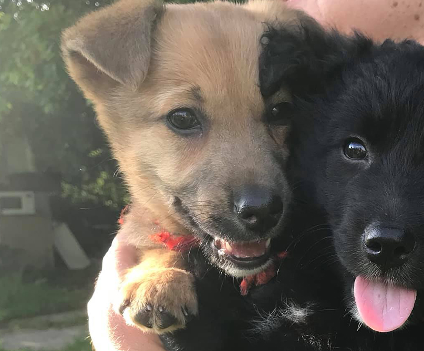 RACE (Romanian Animal Care Europe) | Dog Adoption & Rescue Charity ...