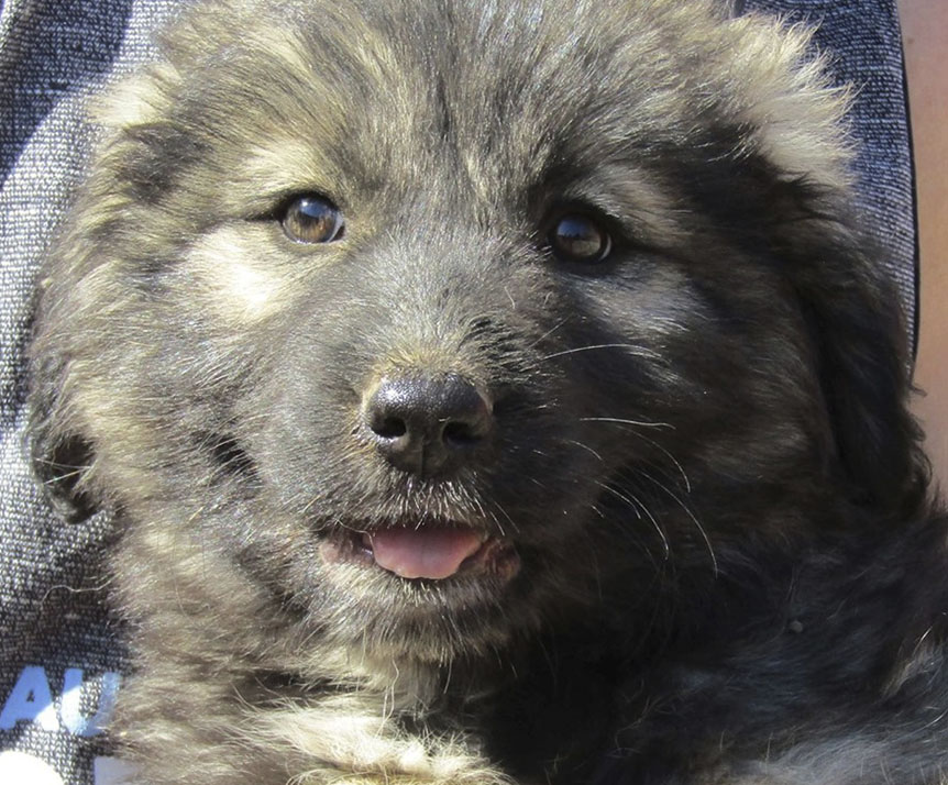 RACE (Romanian Animal Care Europe) | Dog Adoption & Rescue Charity ...